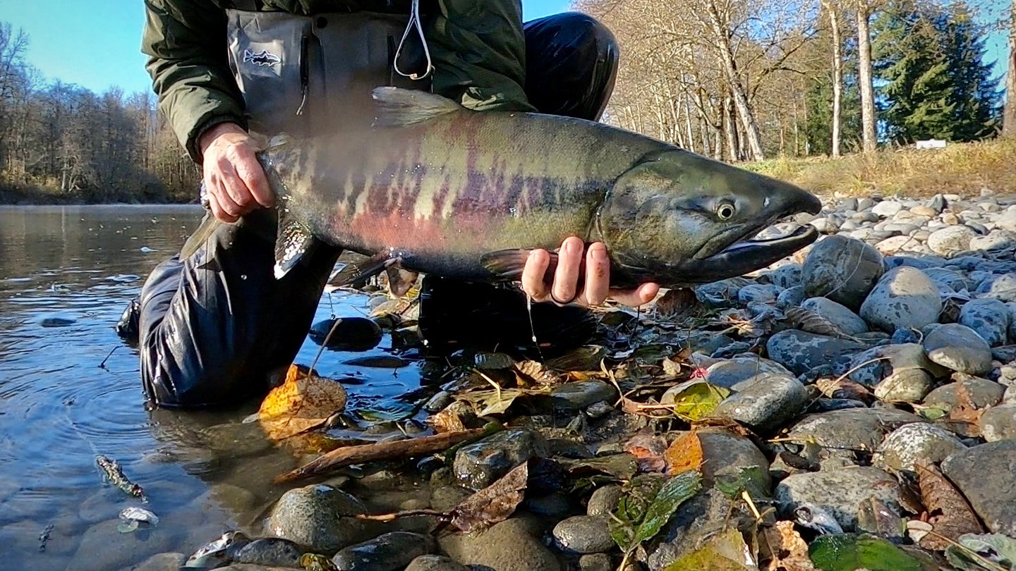 Fly Fishing Hot Spots for Steelhead and Salmon - Skagit River – Finn ...